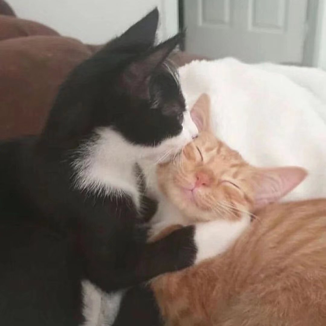 猫猫贴贴 - mkdocs-material-gallery-template